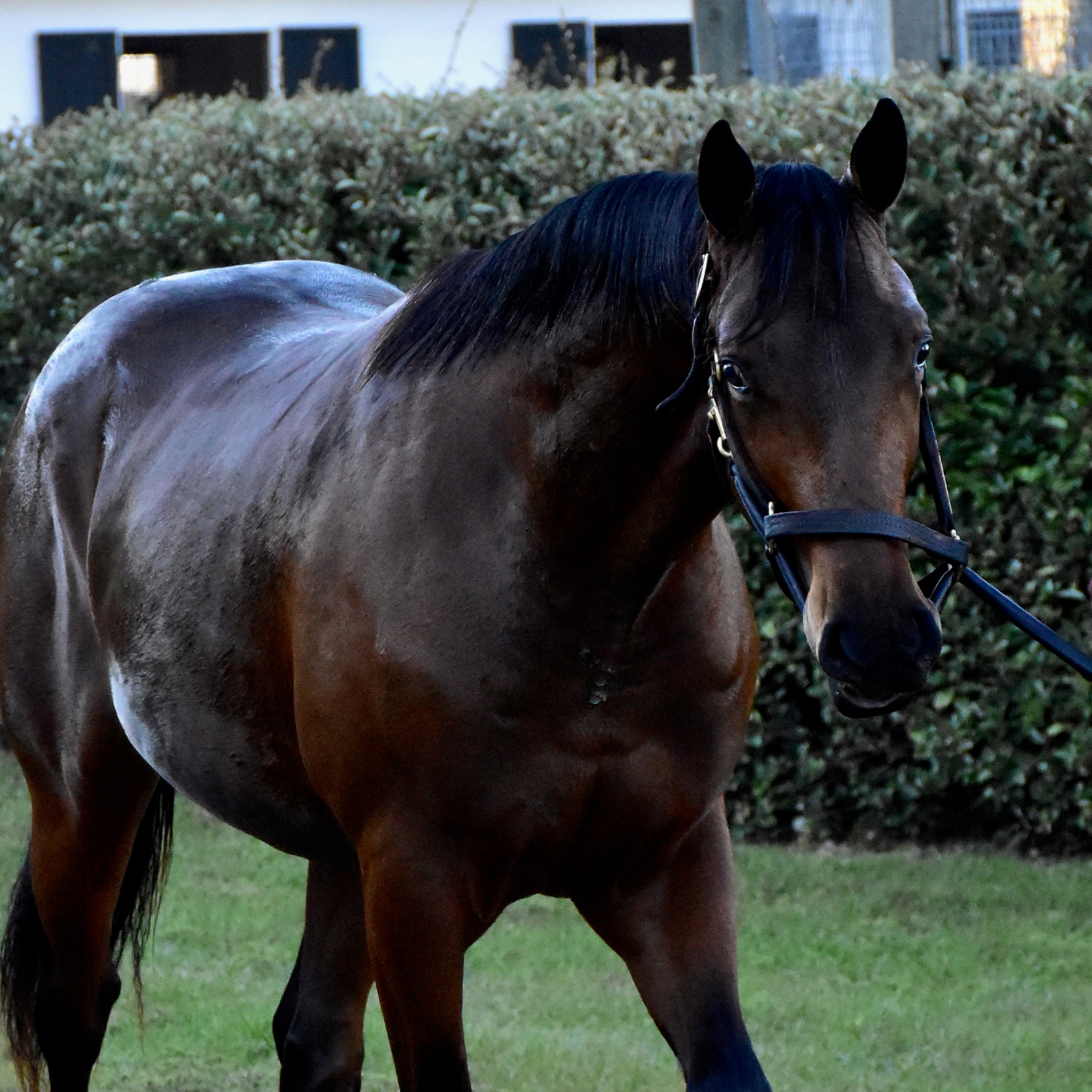 Langlee Avenue - Starlight Racing