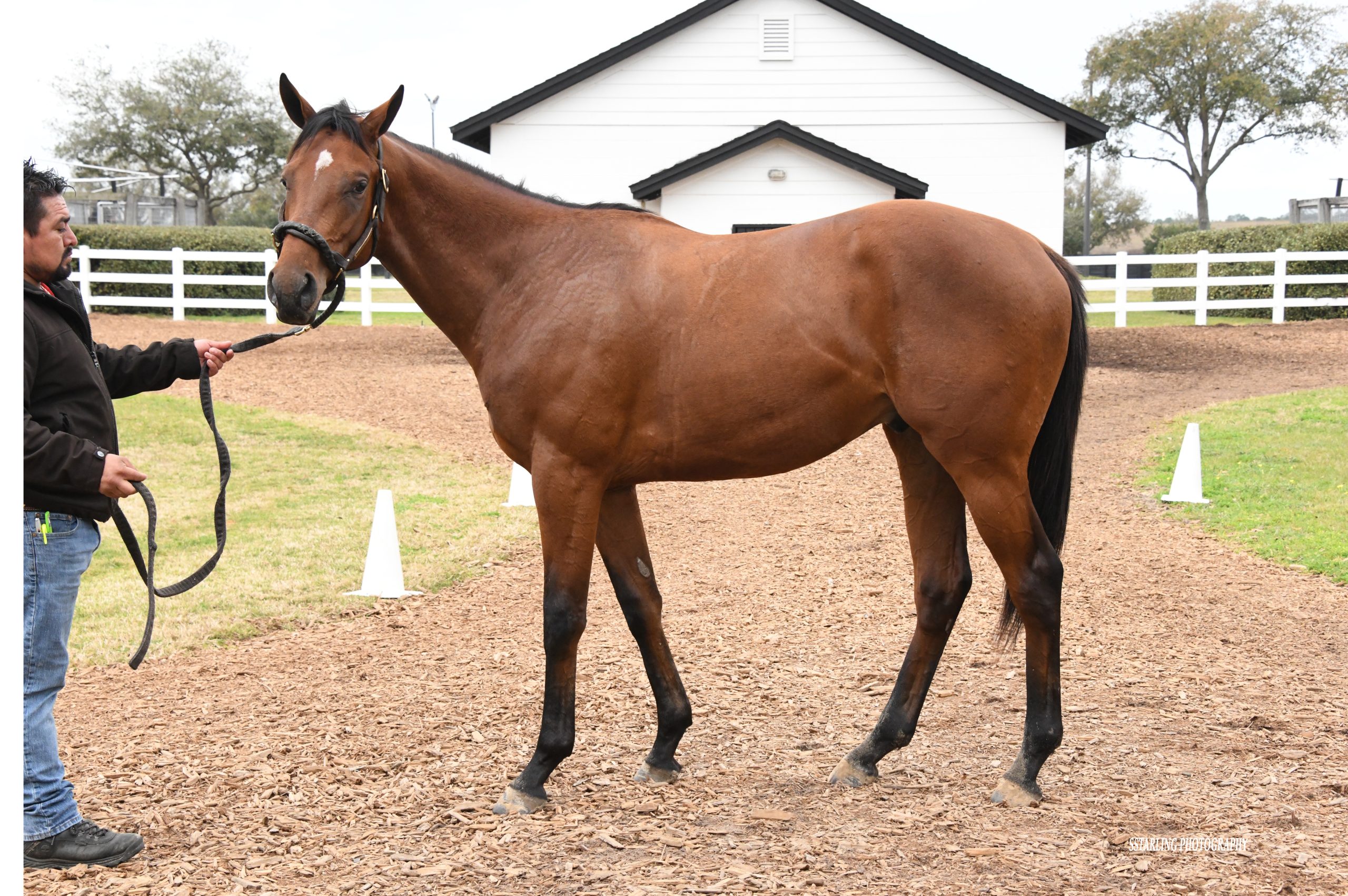 Privman - Starlight Racing
